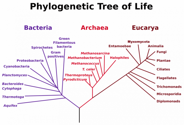 Paleontology It S A Natural Universe
