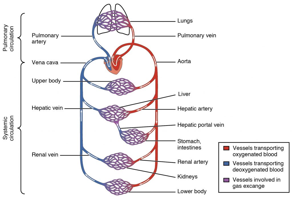 The human circulatory system | It's a natural universe