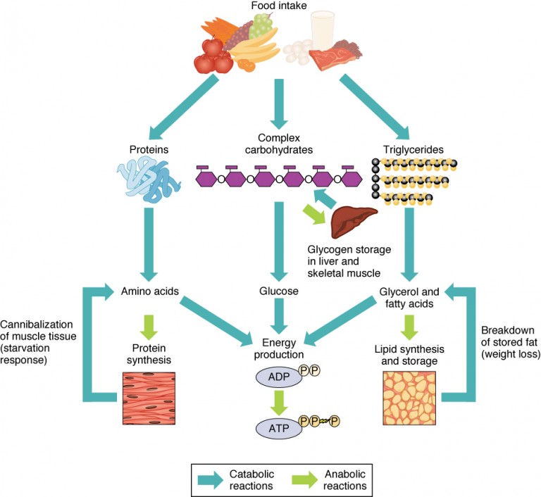Digestion – energy and metabolic pathways | It's a natural universe