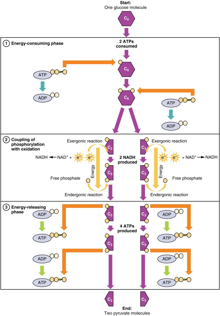 Making Energy Available — Cellular Respiration Its A Natural Universe