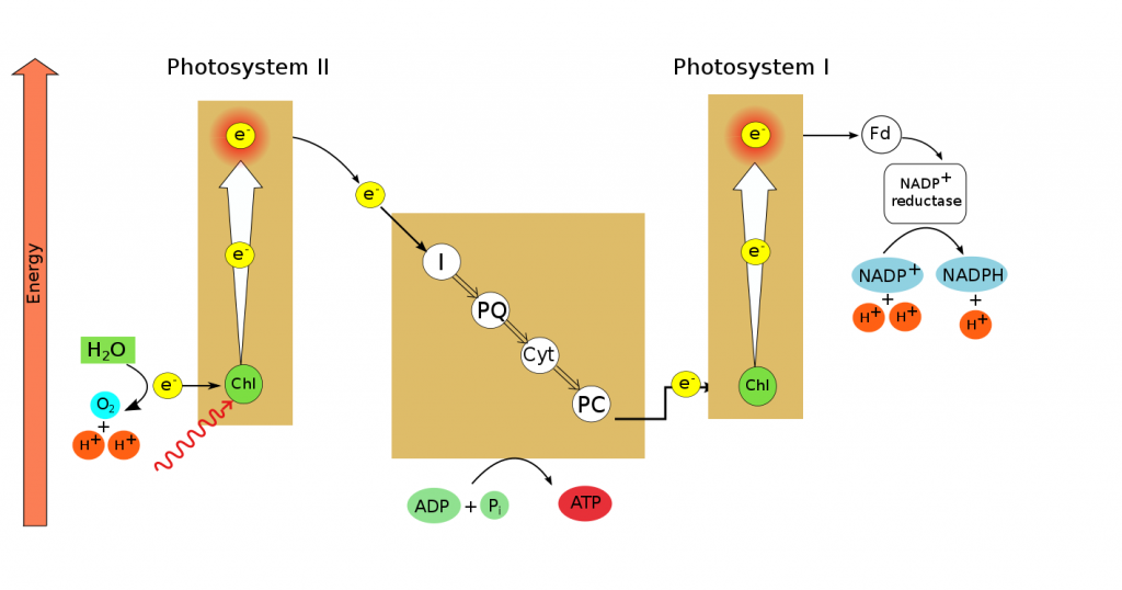 Photosynthesis – storage of solar energy by plants | It's a natural ...