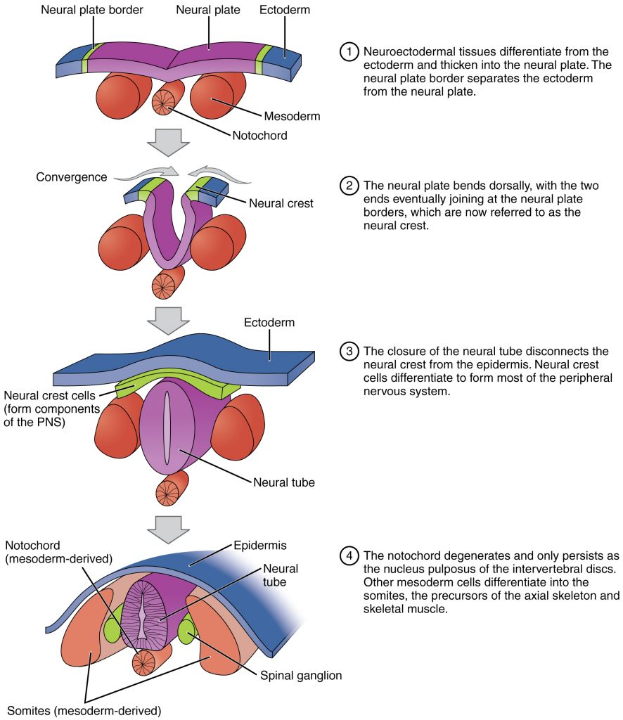 Physiology | It's a natural universe