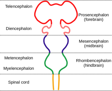 Overall brain structure, neurons and glia | It's a natural universe